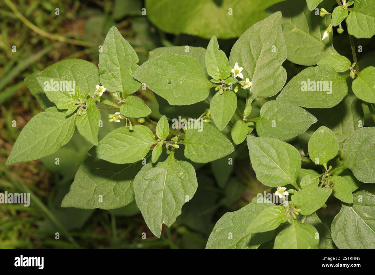 black nightshade (Solanum nigrum Stock Photo - Alamy