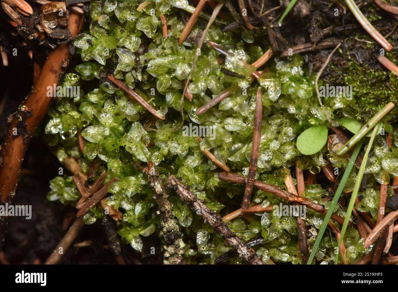 Thyme and Allied Mosses (Plagiomnium Stock Photo - Alamy