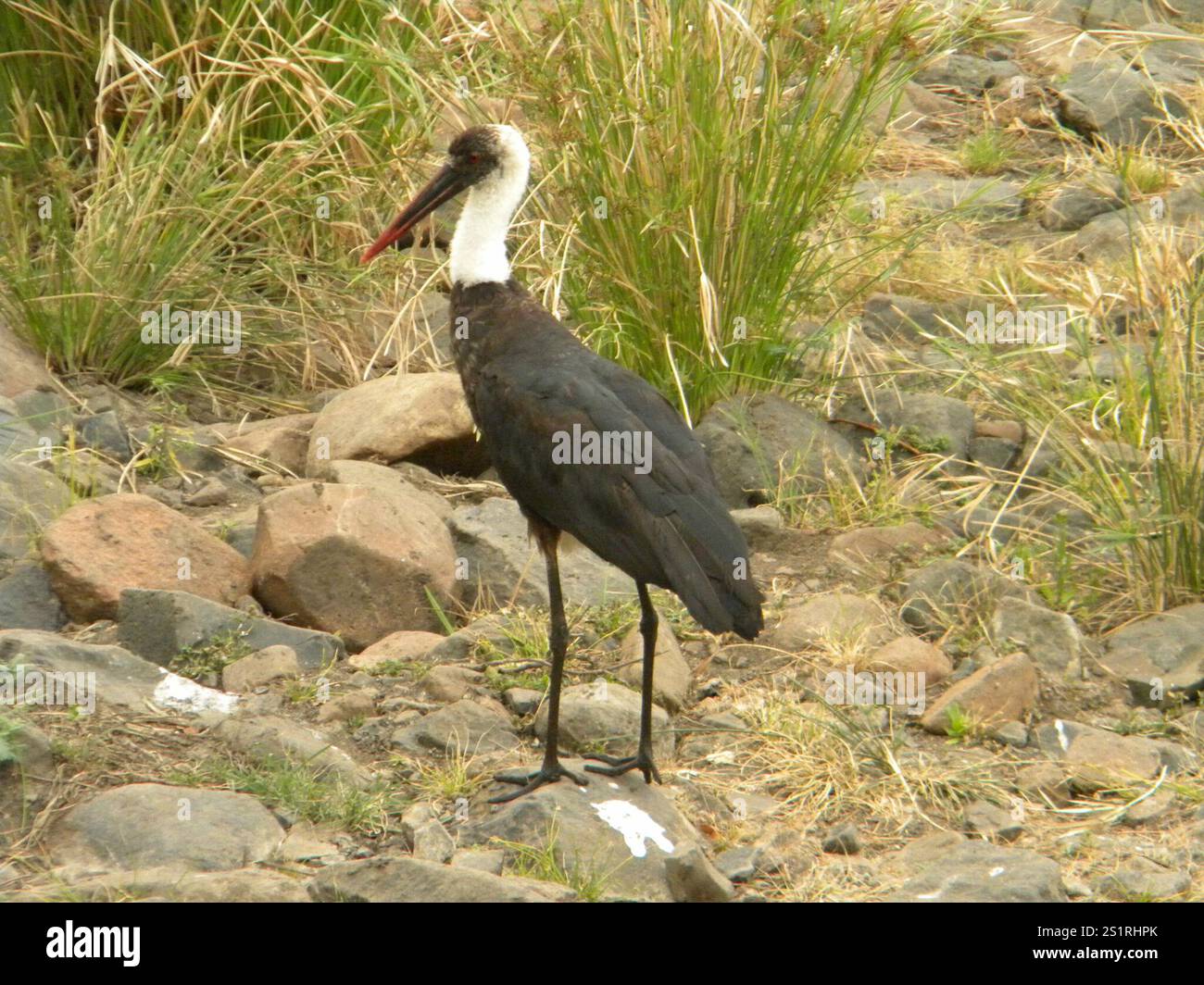 African Woolly-necked Stork (Ciconia microscelis Stock Photo - Alamy