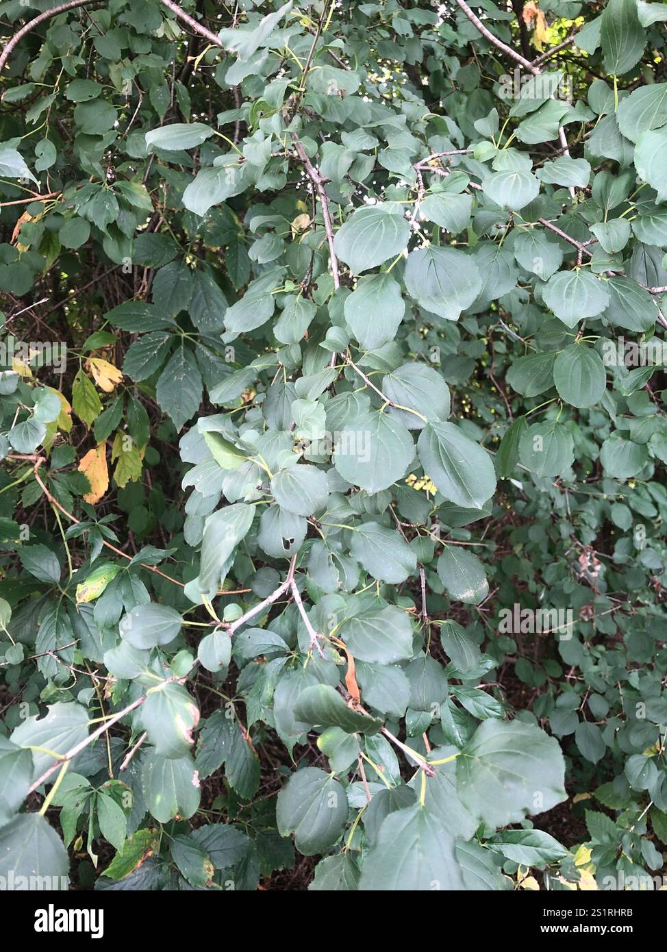common buckthorn (Rhamnus cathartica Stock Photo - Alamy