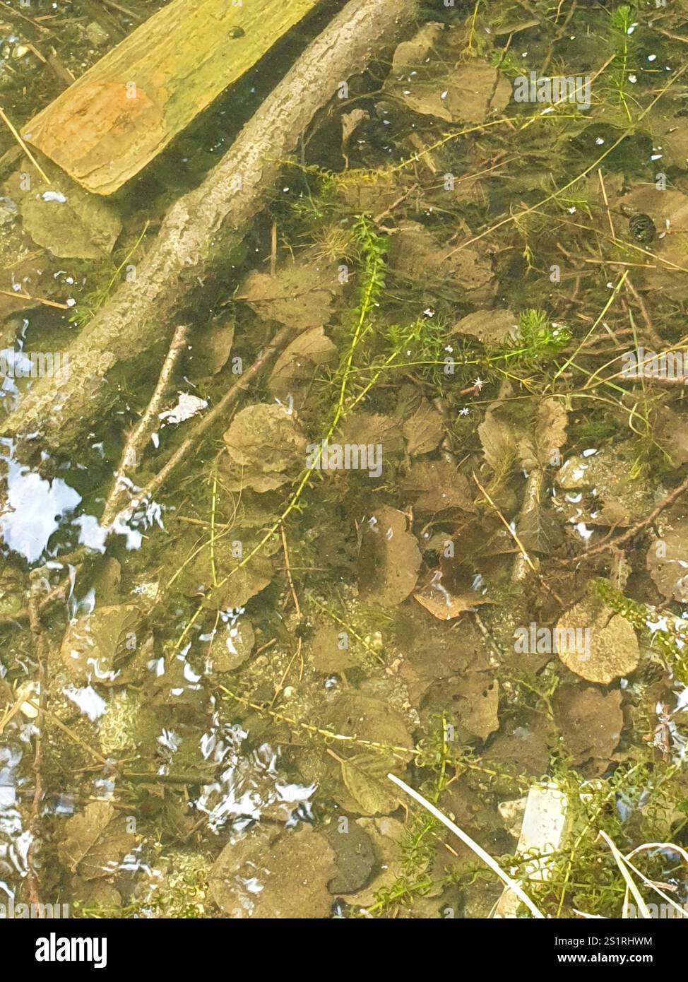 coontail (Ceratophyllum demersum Stock Photo - Alamy