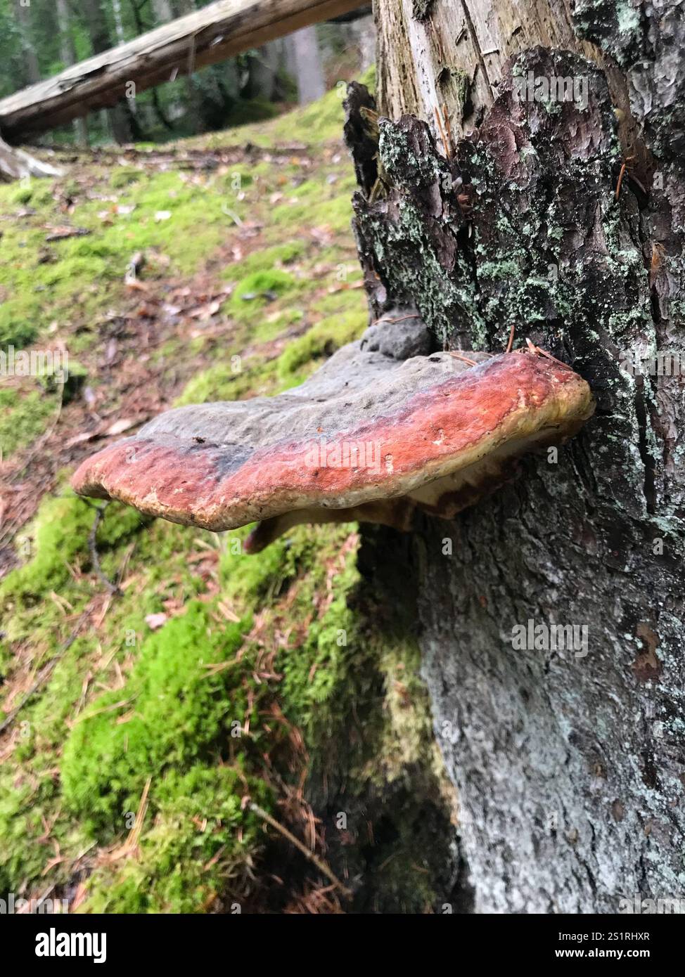 Red-banded Polypore (Fomitopsis pinicola Stock Photo - Alamy