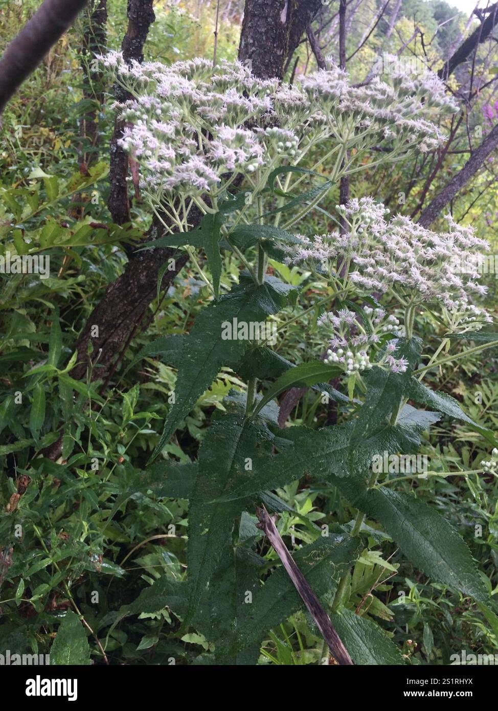 common boneset (Eupatorium perfoliatum Stock Photo - Alamy