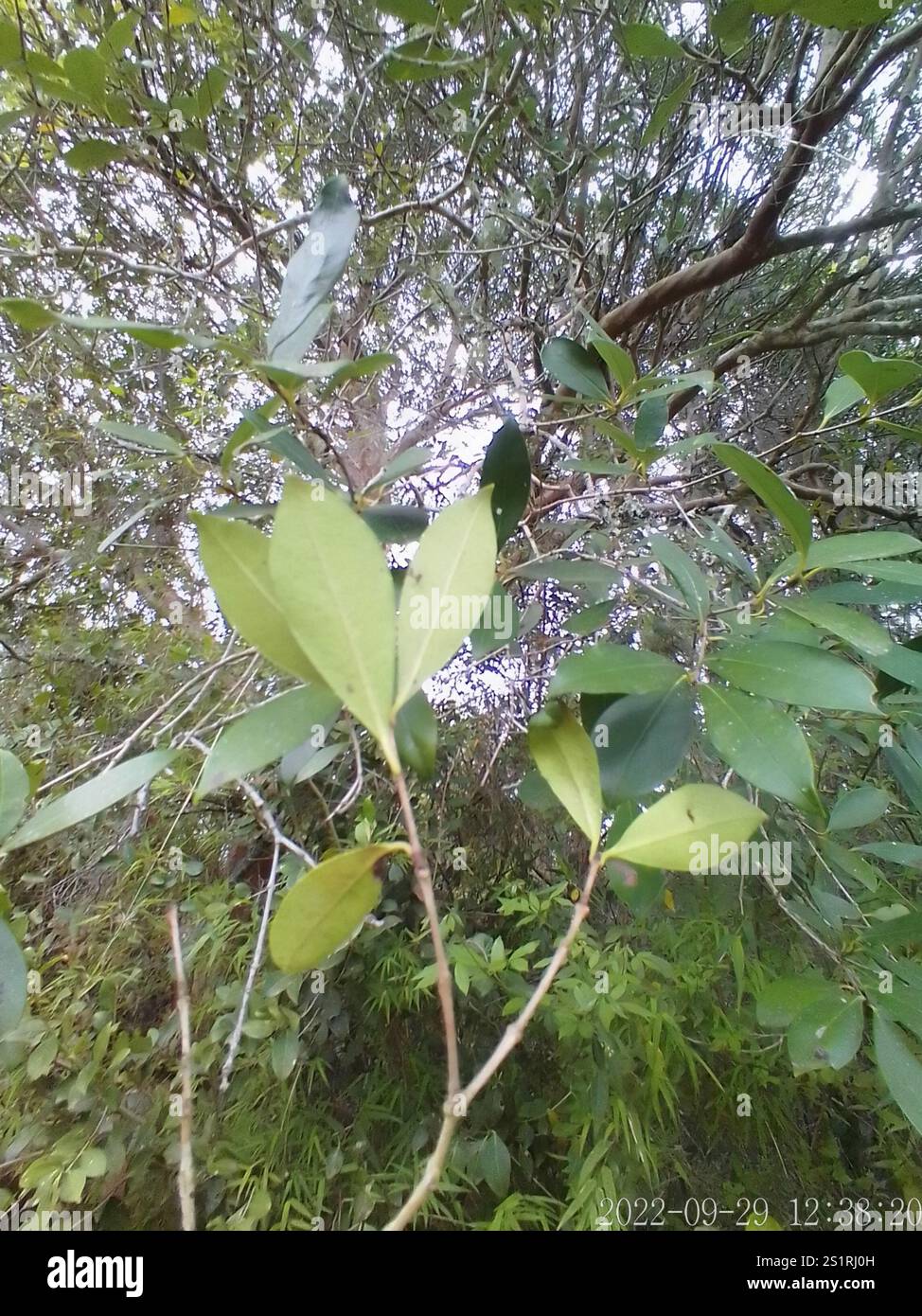 myrtle family (Myrtaceae Stock Photo - Alamy