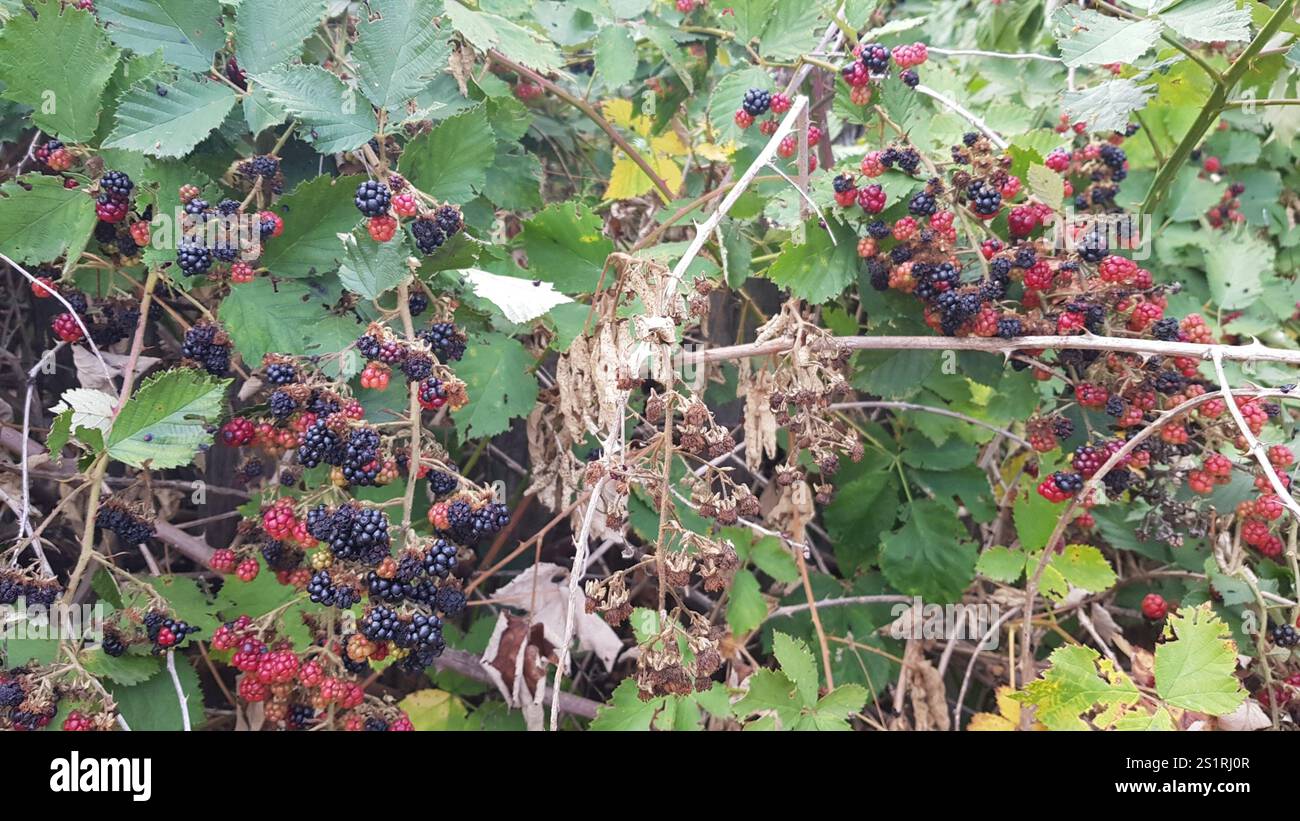 Holy Bramble (Rubus creticus Stock Photo - Alamy