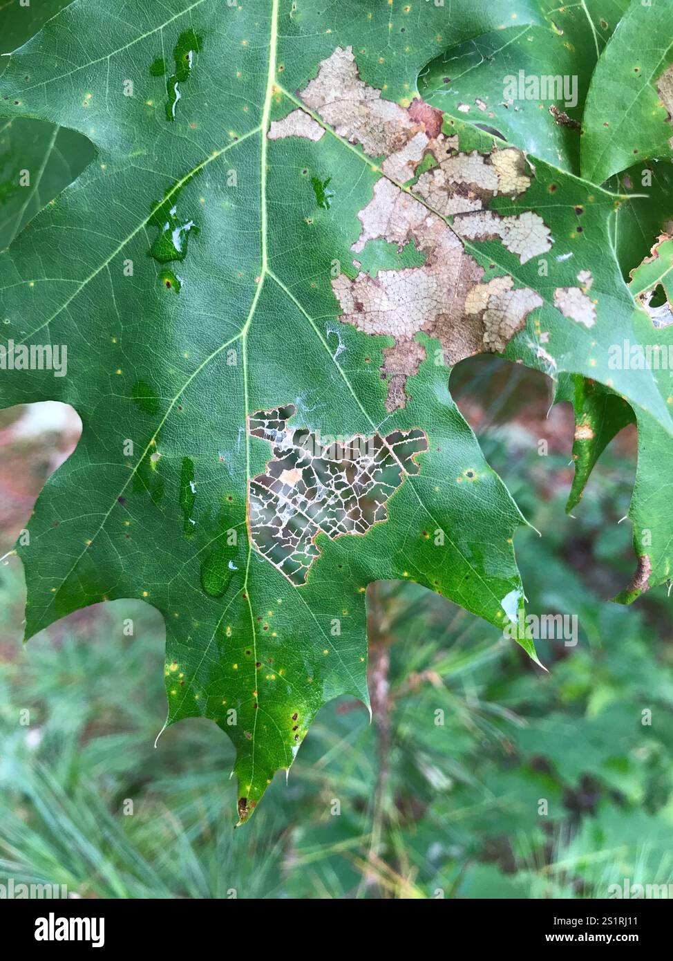 Oak Skeletonizer Moth (Bucculatrix ainsliella Stock Photo - Alamy
