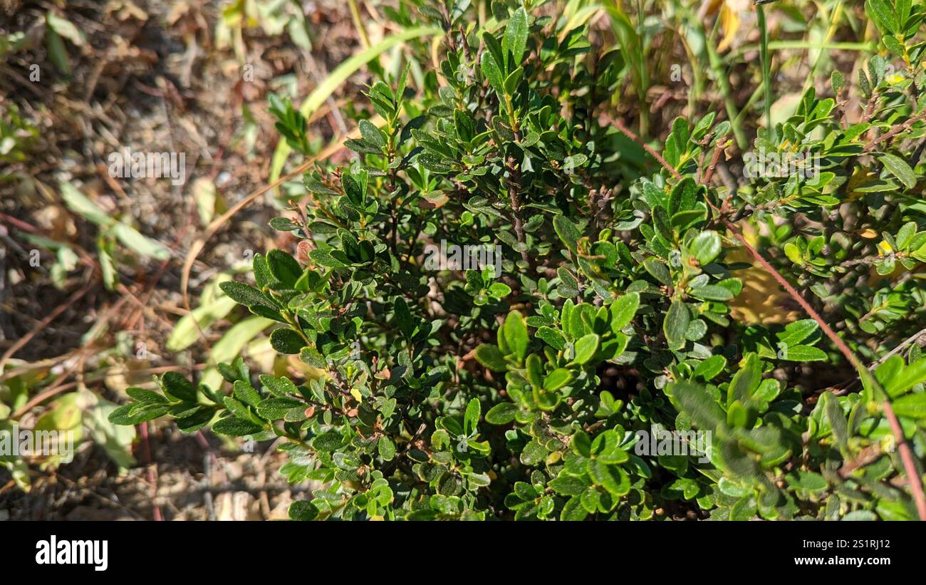 Oregon Boxwood (Paxistima myrsinites Stock Photo - Alamy