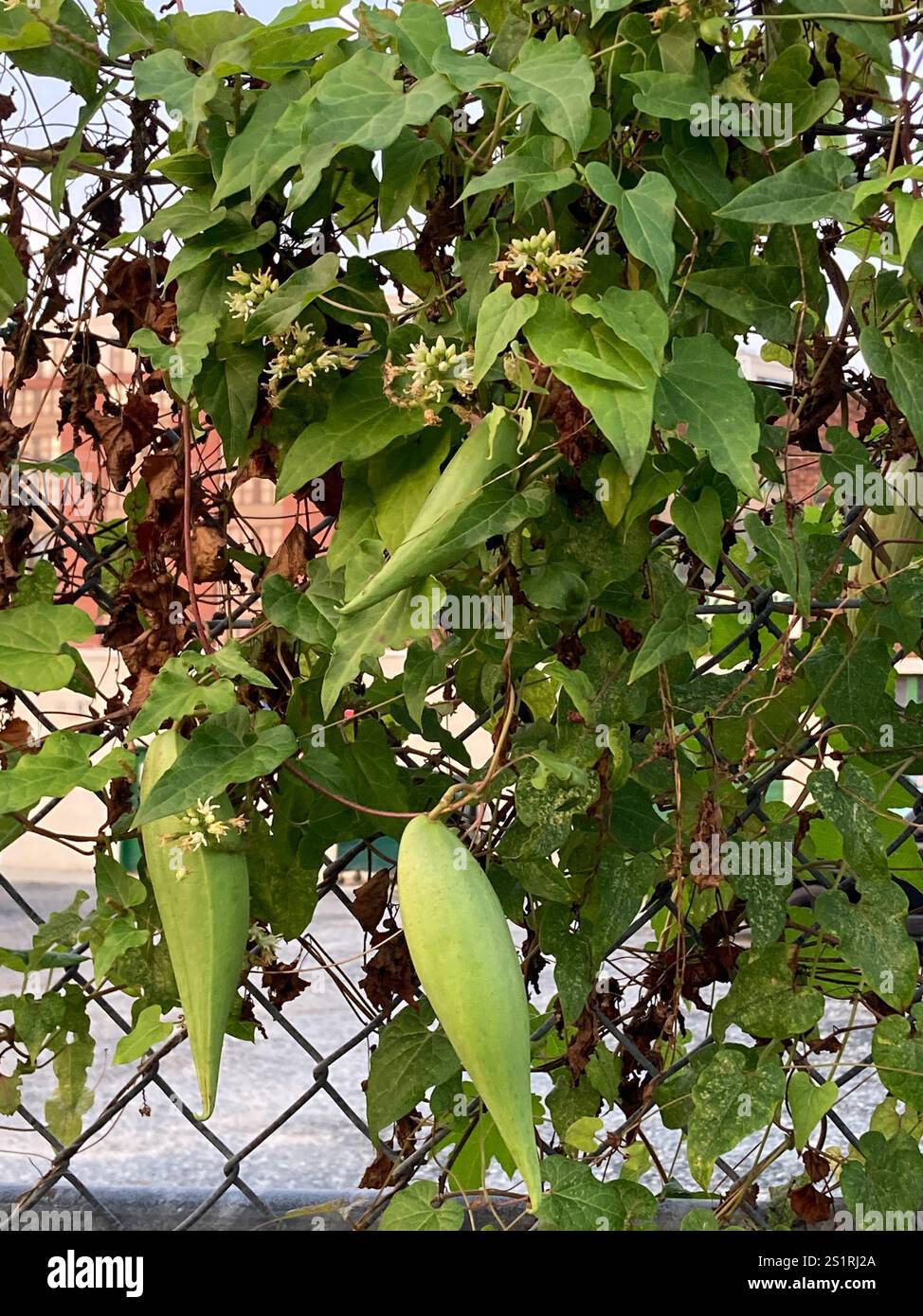 honey-vine climbing milkweed (Cynanchum laeve Stock Photo - Alamy