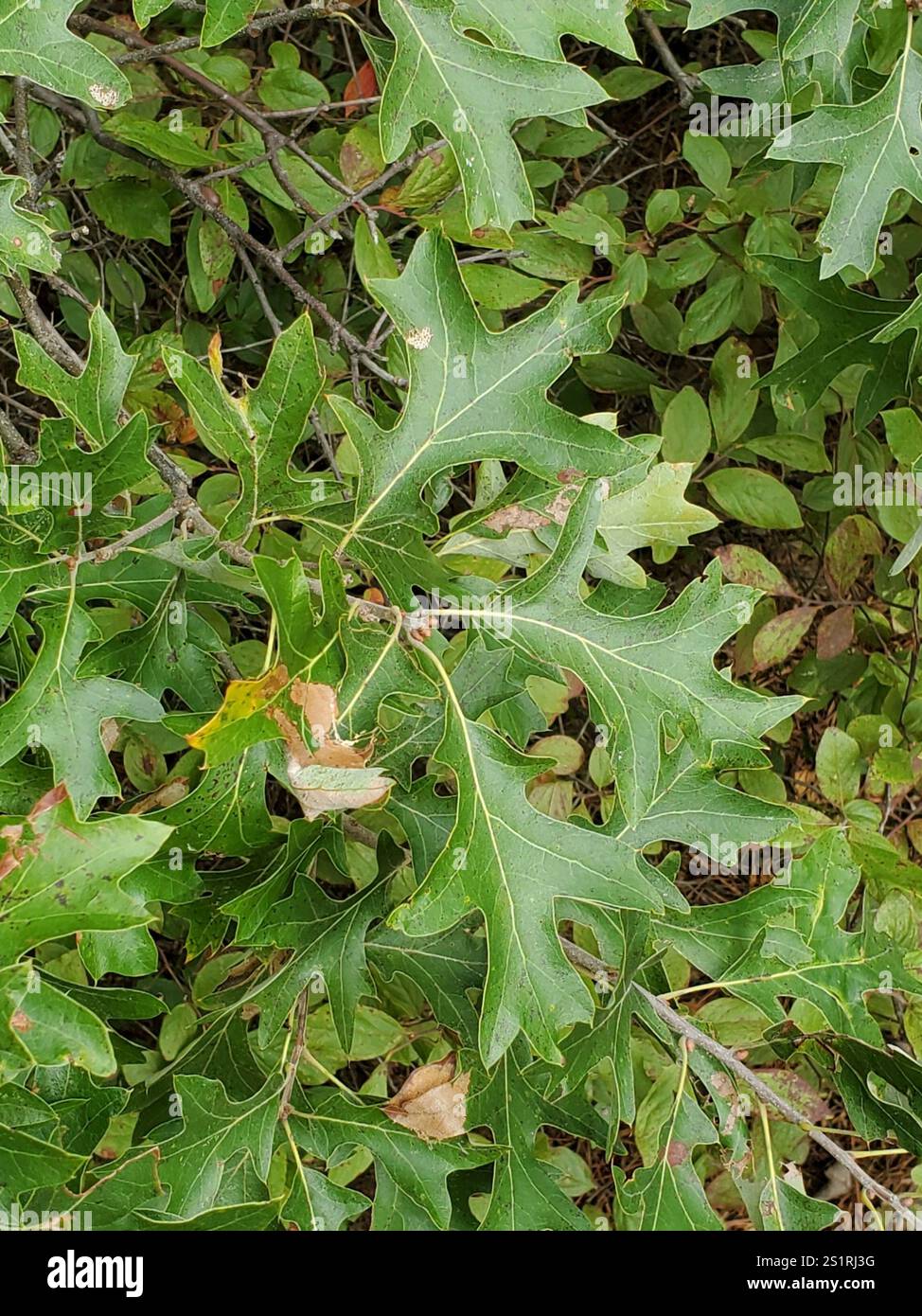 bear oak (Quercus ilicifolia Stock Photo - Alamy