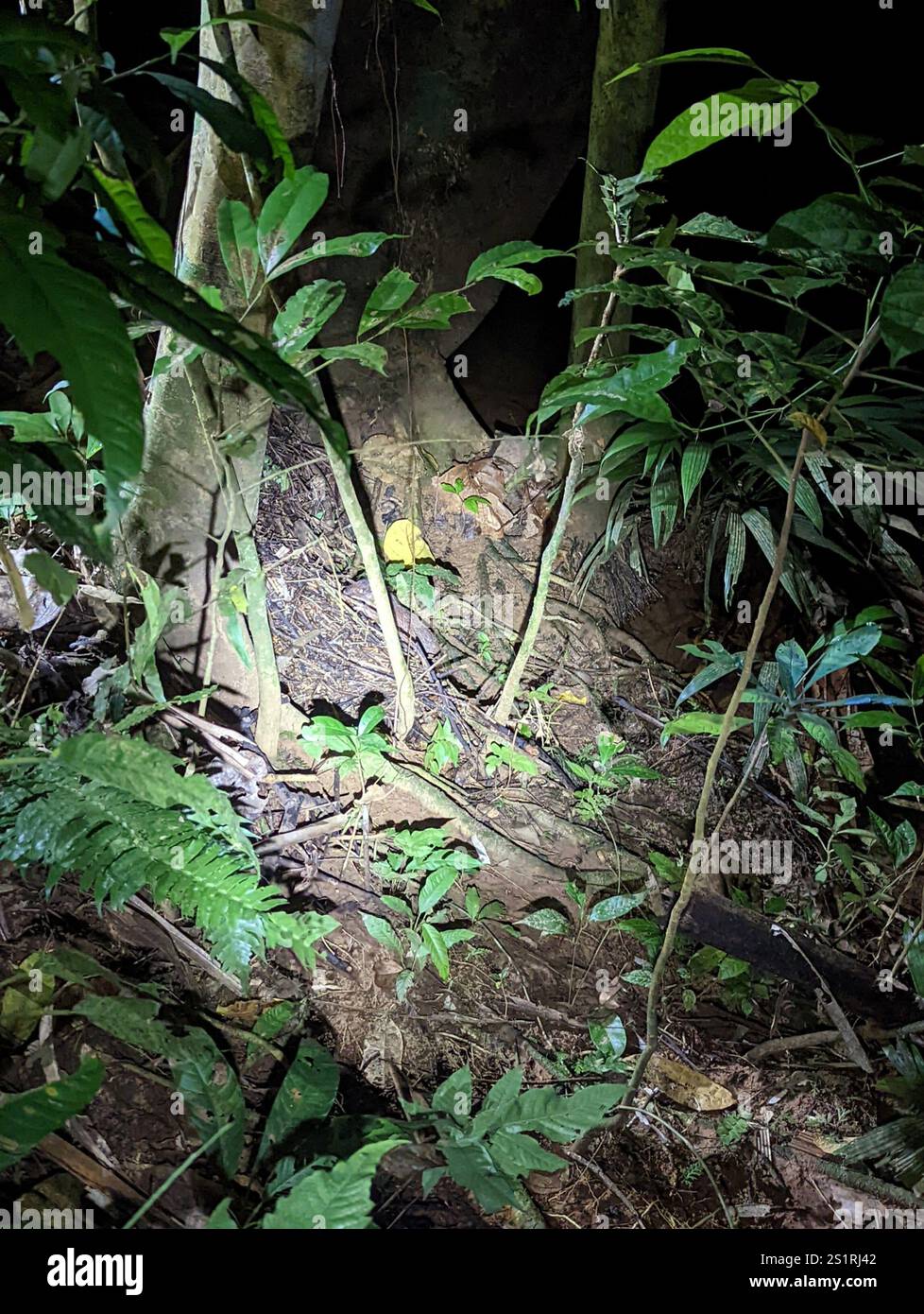 Spiny Rats and Hutias (Echimyidae Stock Photo - Alamy