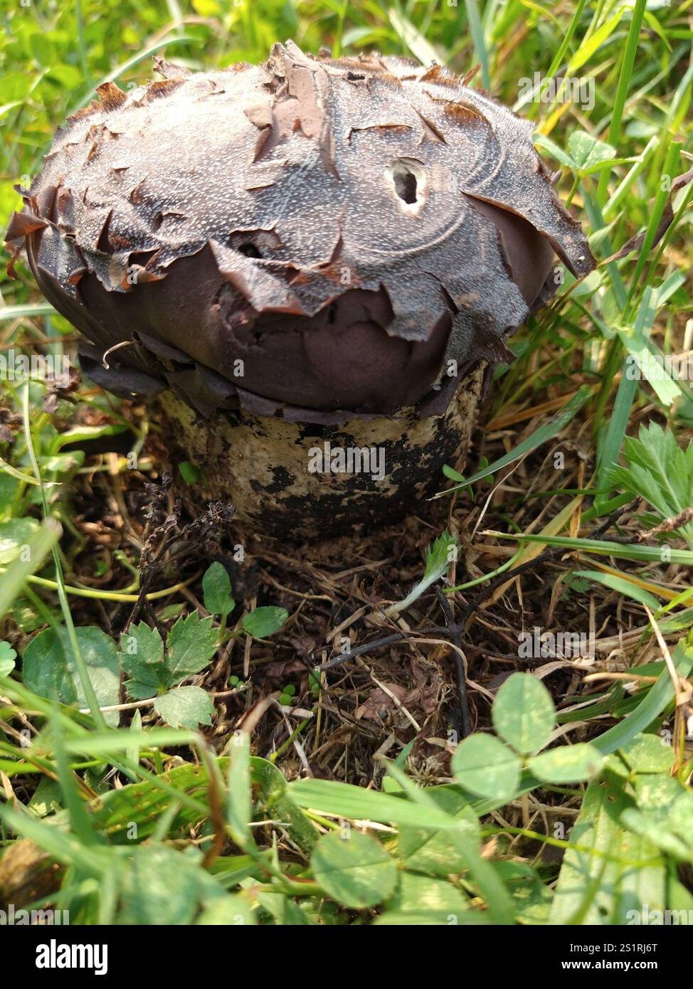Purple-spored Puffball (Calvatia cyathiformis Stock Photo - Alamy