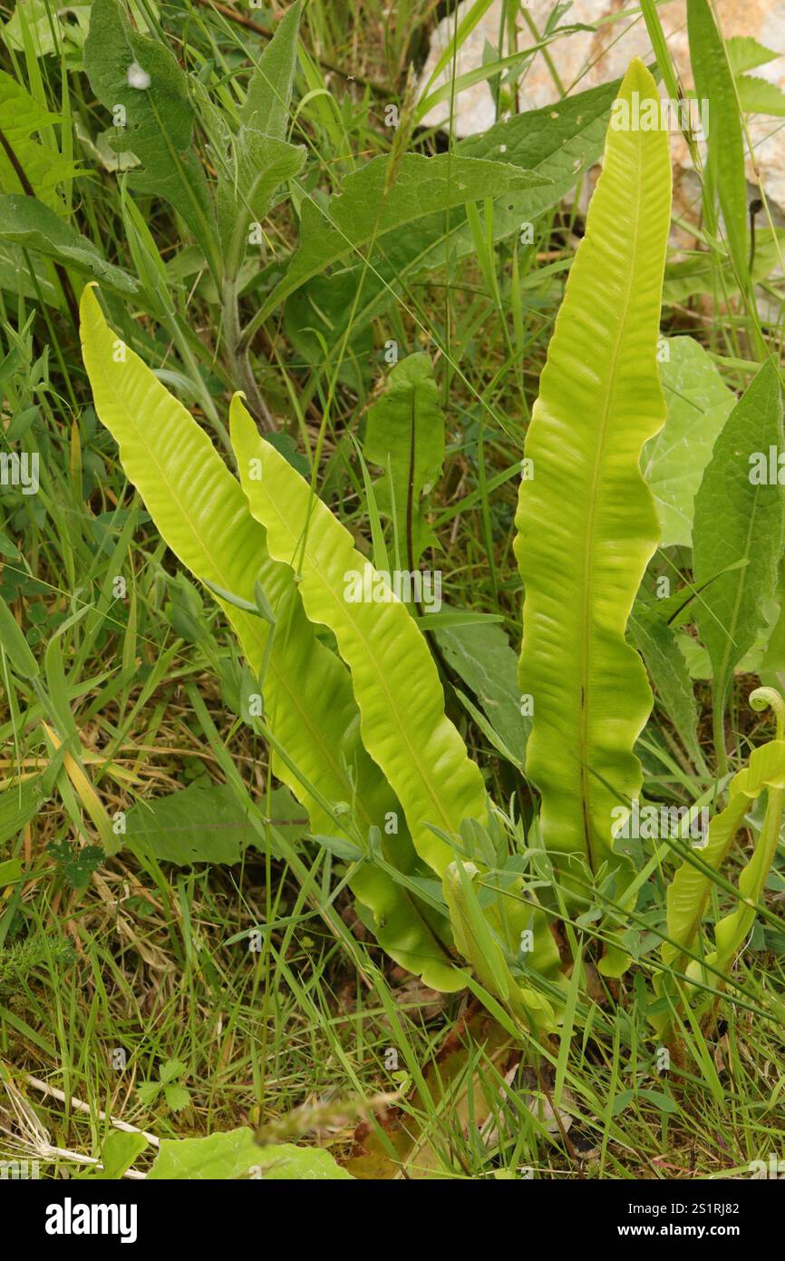 European Hart's-tongue Fern (Asplenium scolopendrium scolopendrium ...