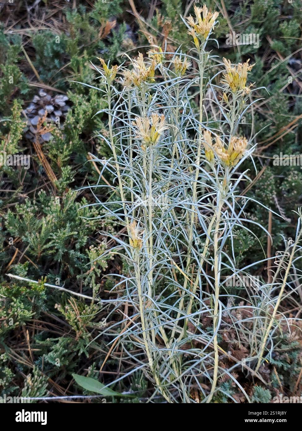 Rubber Rabbitbrush (Ericameria nauseosa Stock Photo - Alamy