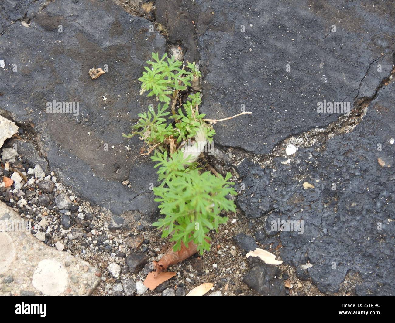 Obi-Wan conobea (Leucospora multifida Stock Photo - Alamy