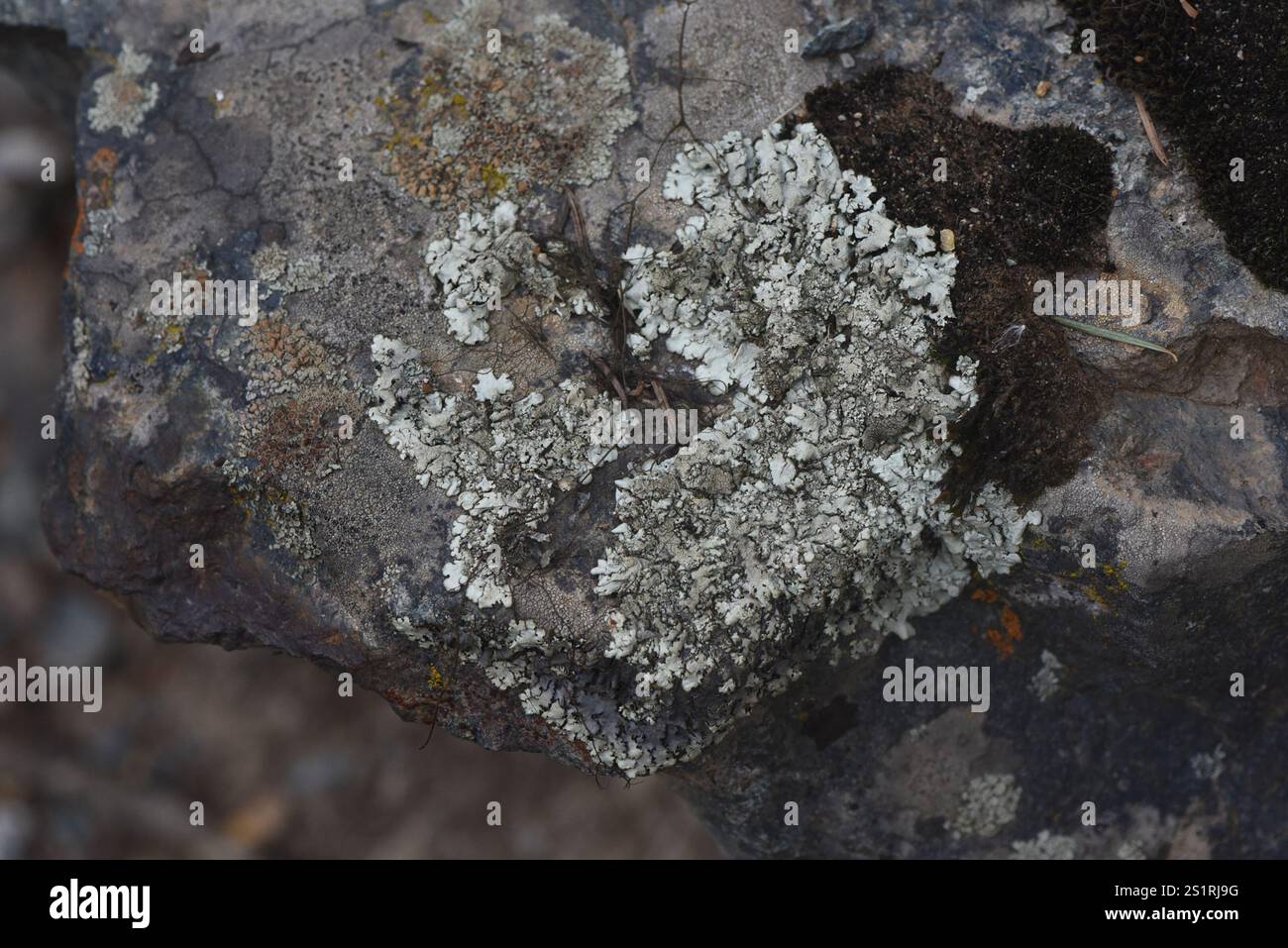 rock shield lichens (Xanthoparmelia Stock Photo - Alamy