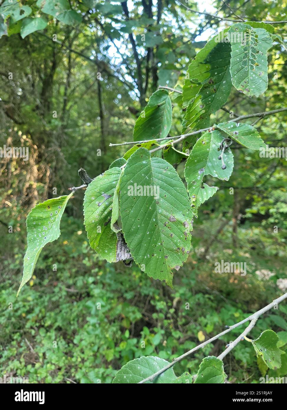 slippery elm (Ulmus rubra Stock Photo - Alamy
