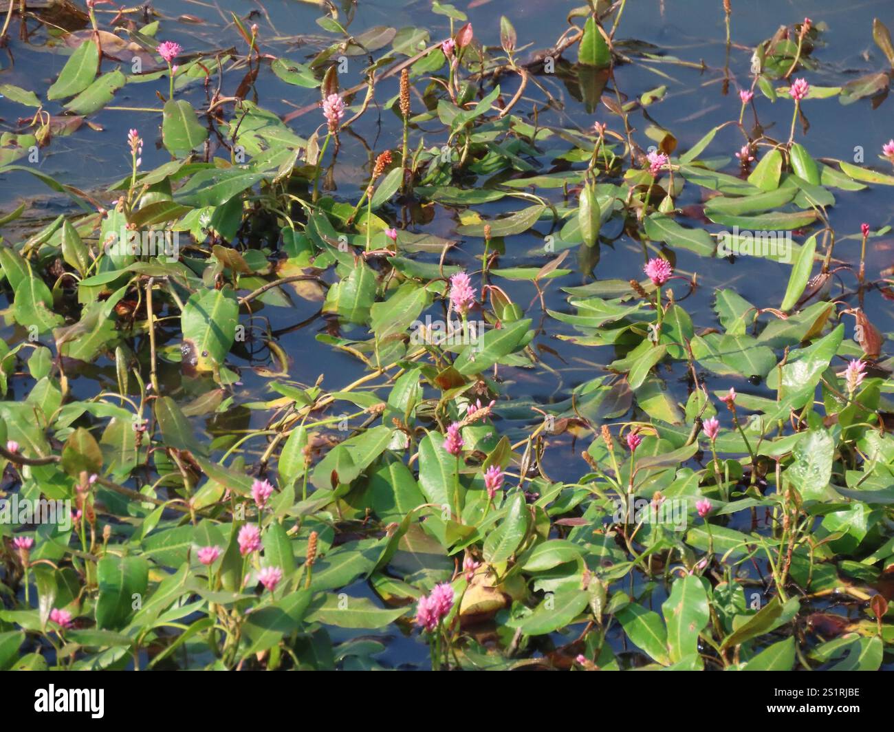 water smartweed (Persicaria amphibia Stock Photo - Alamy