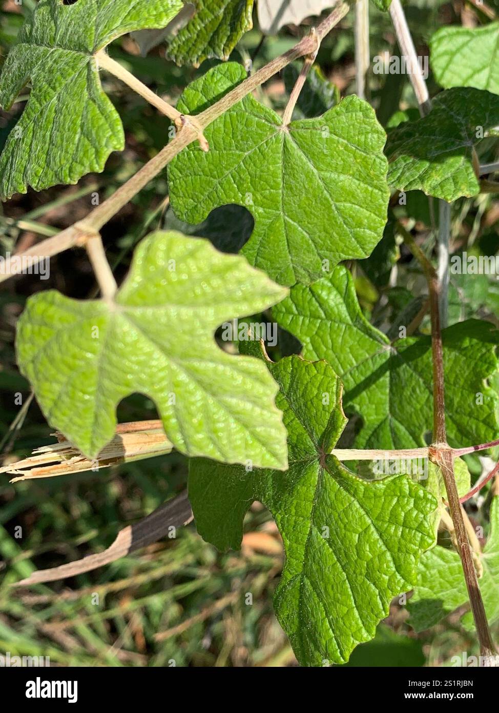 mustang grape (Vitis mustangensis Stock Photo - Alamy
