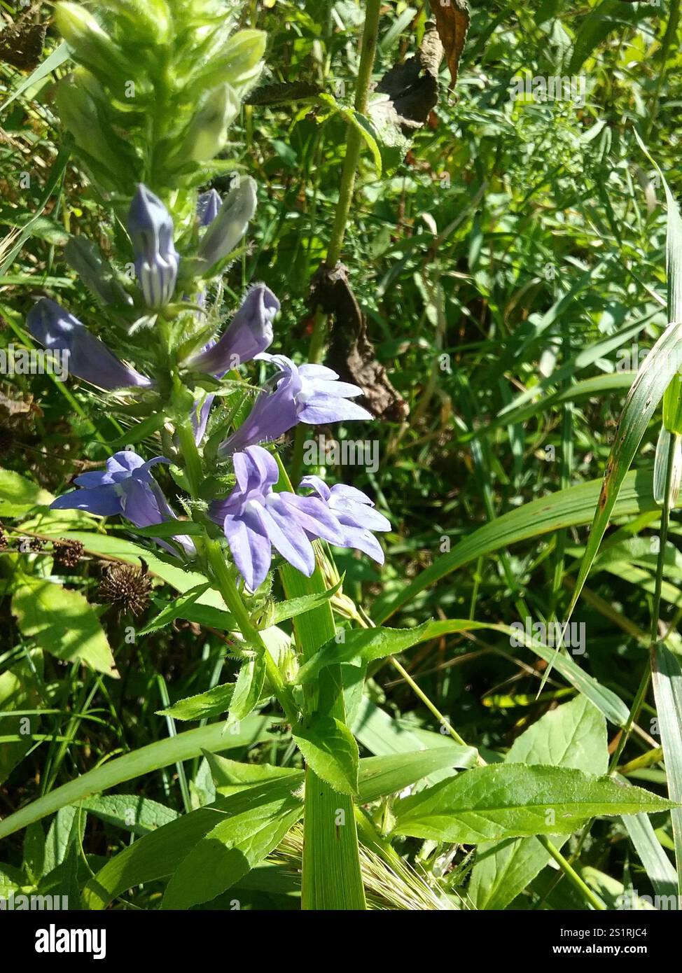 Great Blue Lobelia Lobelia Siphilitica Stock Photo Alamy