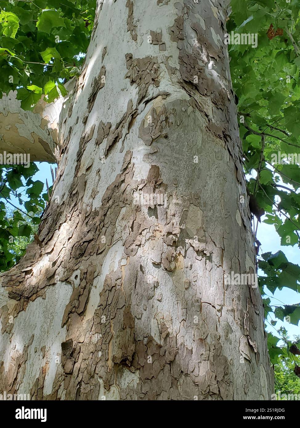 American sycamore (Platanus occidentalis Stock Photo - Alamy