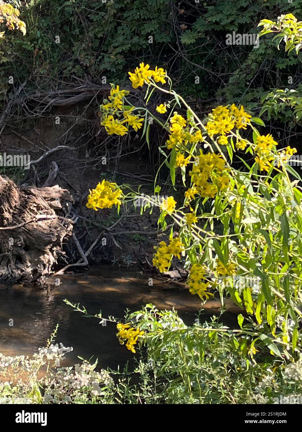 Wingstem (Verbesina alternifolia Stock Photo - Alamy