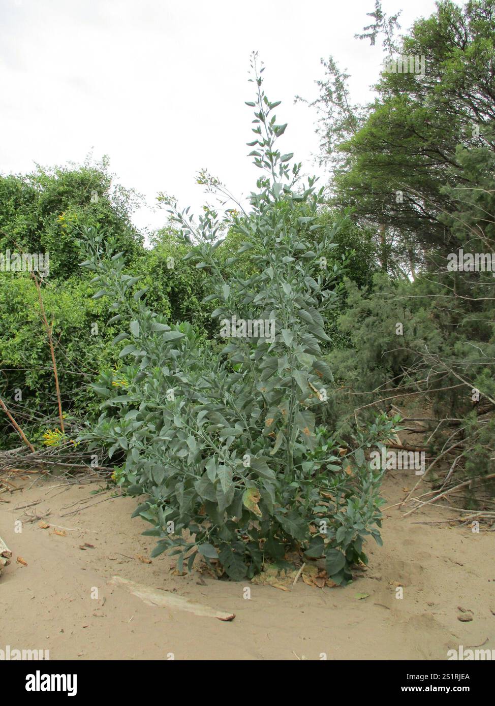 tree tobacco (Nicotiana glauca Stock Photo - Alamy