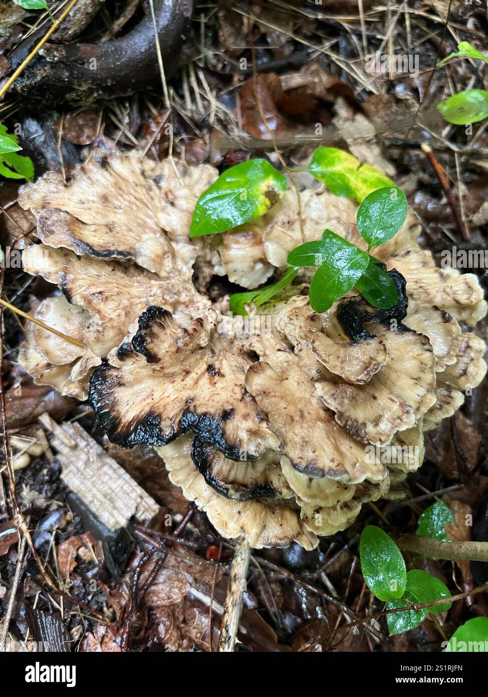 Black-staining Polypore (Meripilus sumstinei Stock Photo - Alamy