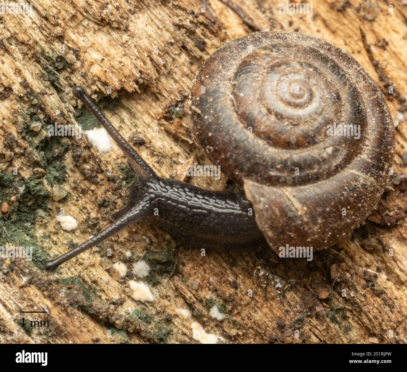 Hairy Snail (Trochulus hispidus Stock Photo - Alamy