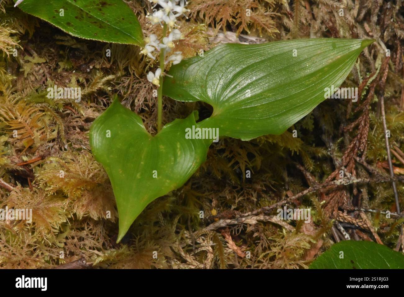 Western Lily of the Valley (Maianthemum dilatatum Stock Photo - Alamy