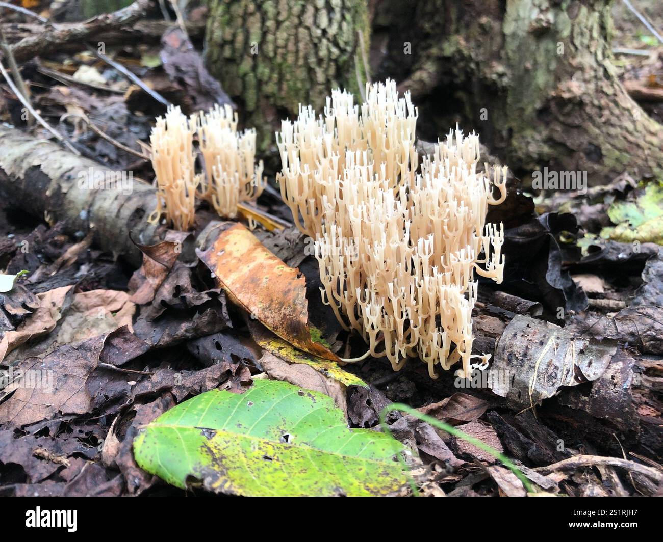crown-tipped coral fungus (Artomyces pyxidatus Stock Photo - Alamy