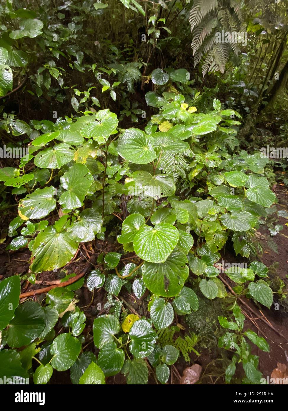 pariparoba (Piper umbellatum Stock Photo - Alamy
