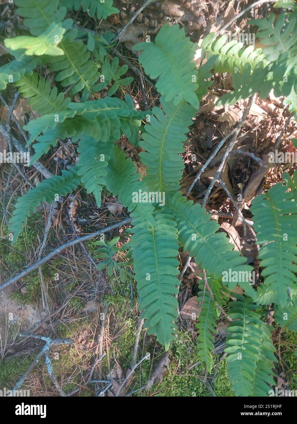 rock polypody (Polypodium virginianum Stock Photo - Alamy