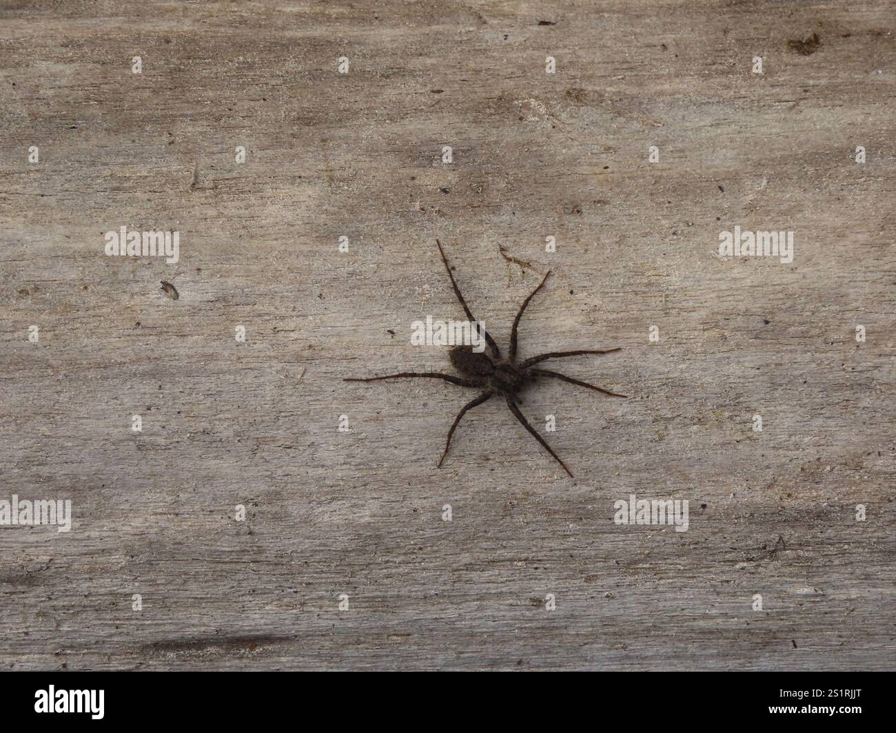 Thin-legged Wolf Spiders (Pardosa Stock Photo - Alamy