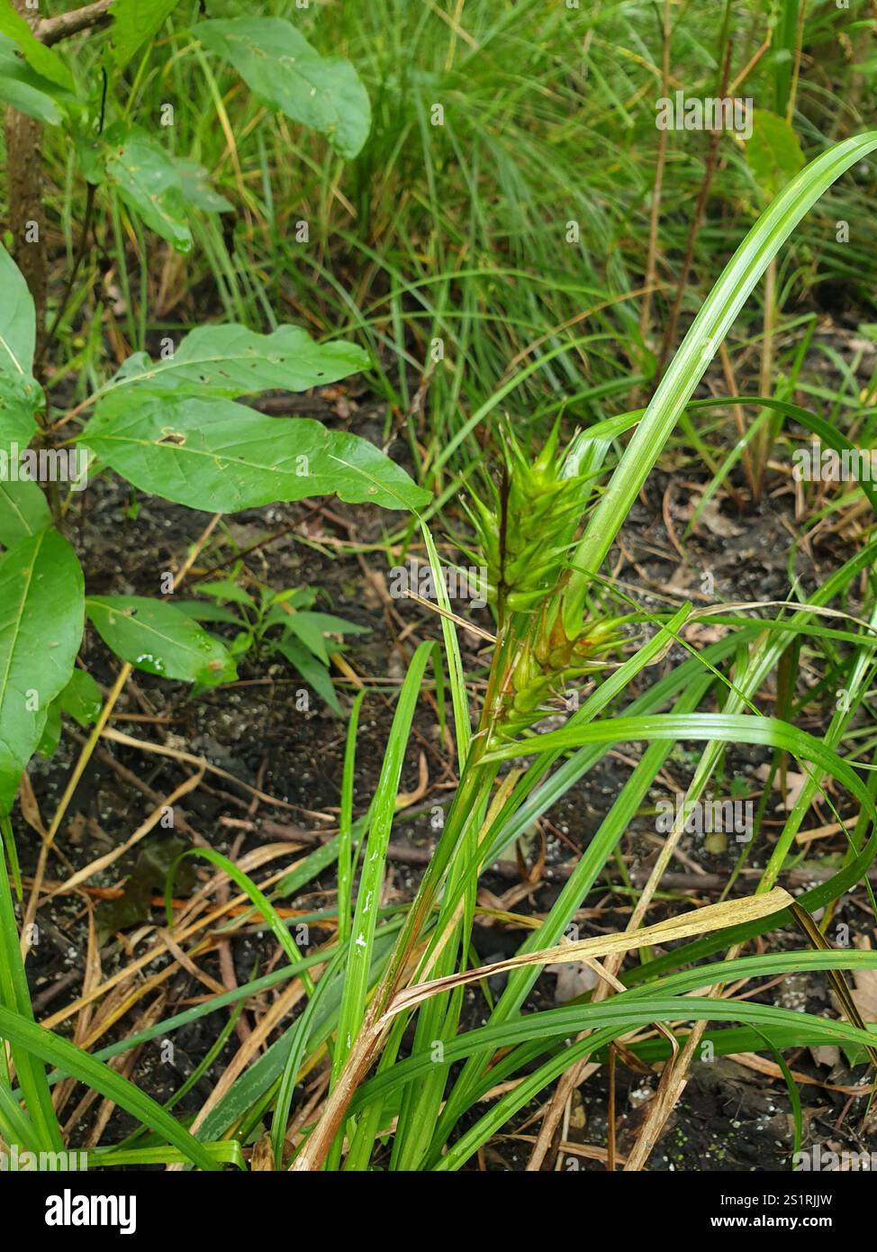 hop sedge (Carex lupulina Stock Photo - Alamy