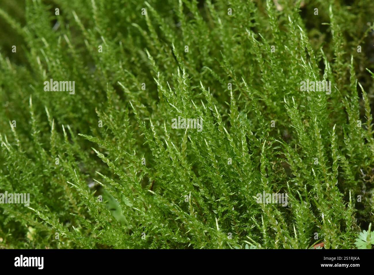 Giant Calliergon Moss (Calliergon giganteum Stock Photo - Alamy