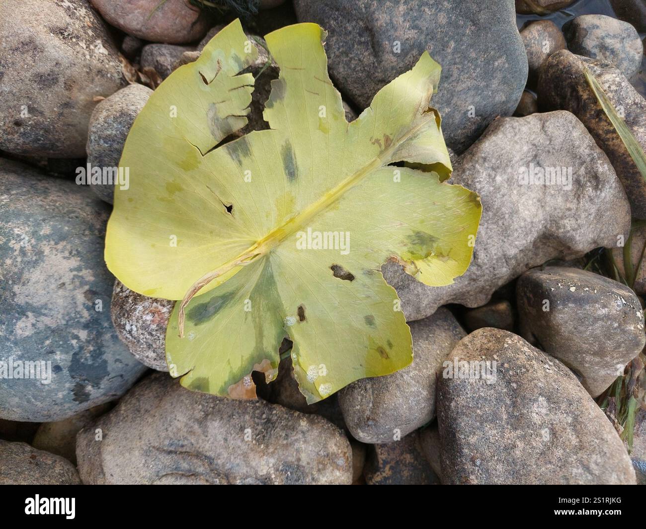 Variegated Yellow Pond-Lily (Nuphar variegata Stock Photo - Alamy