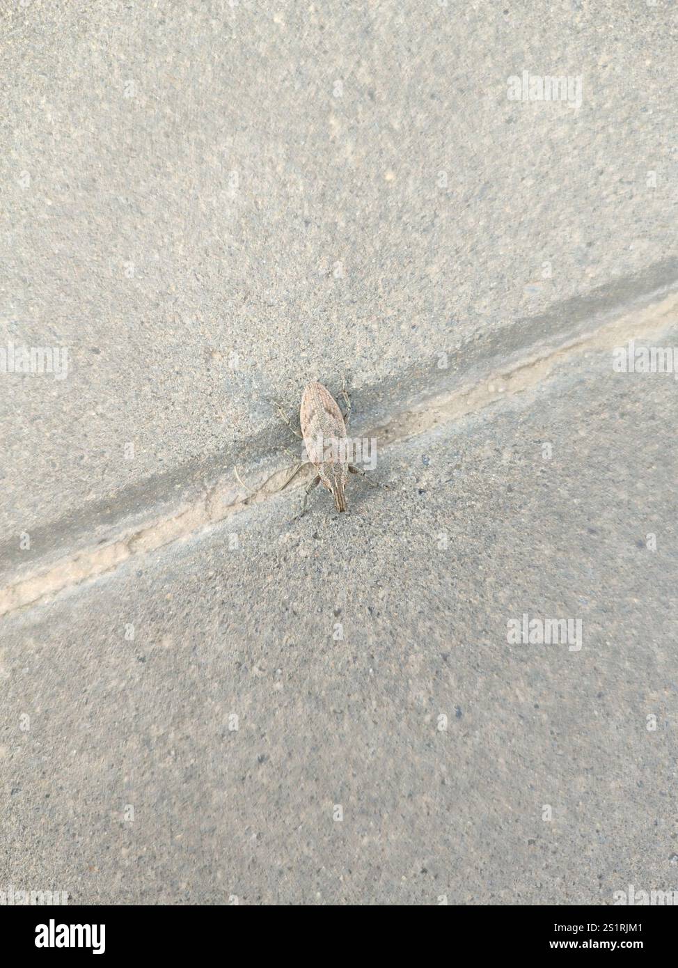 Large Thistle Weevil (Cleonis pigra Stock Photo - Alamy