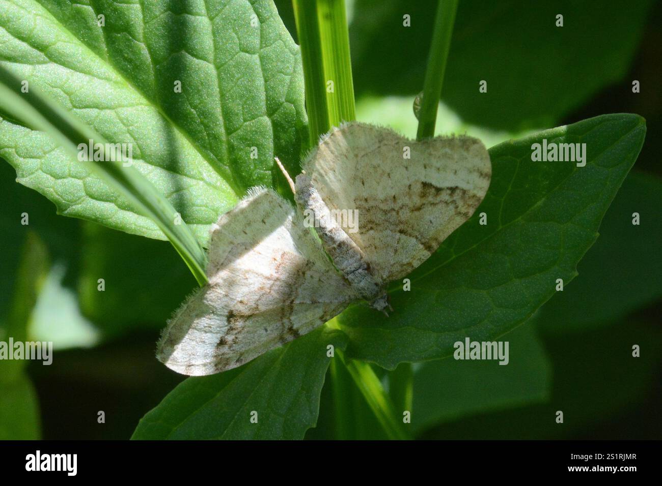 Geometer Moths (Geometridae Stock Photo - Alamy