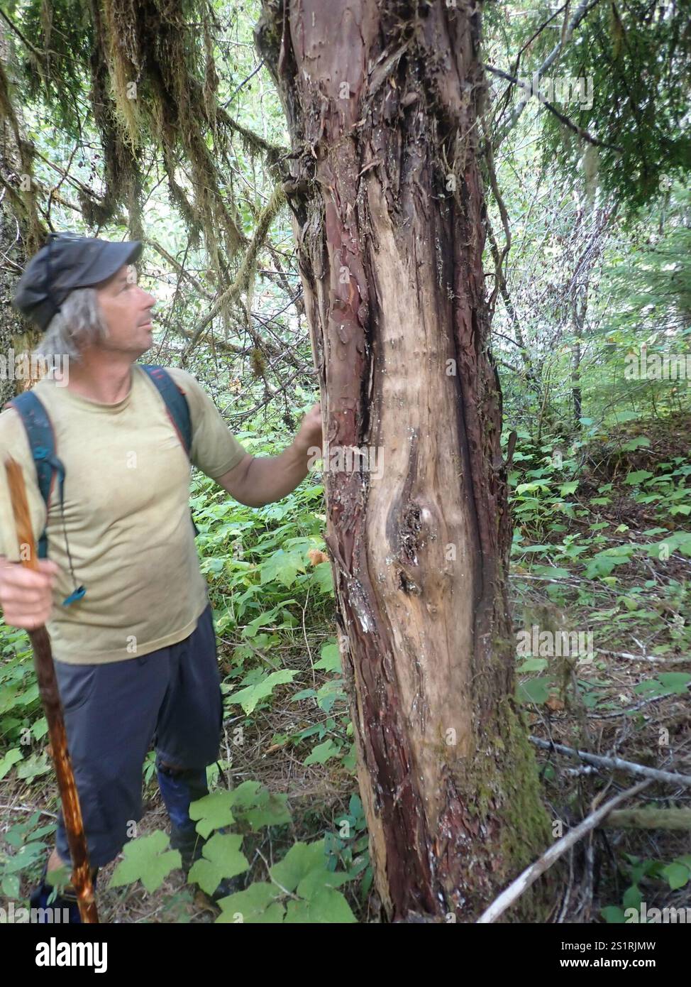 Pacific yew (Taxus brevifolia Stock Photo - Alamy