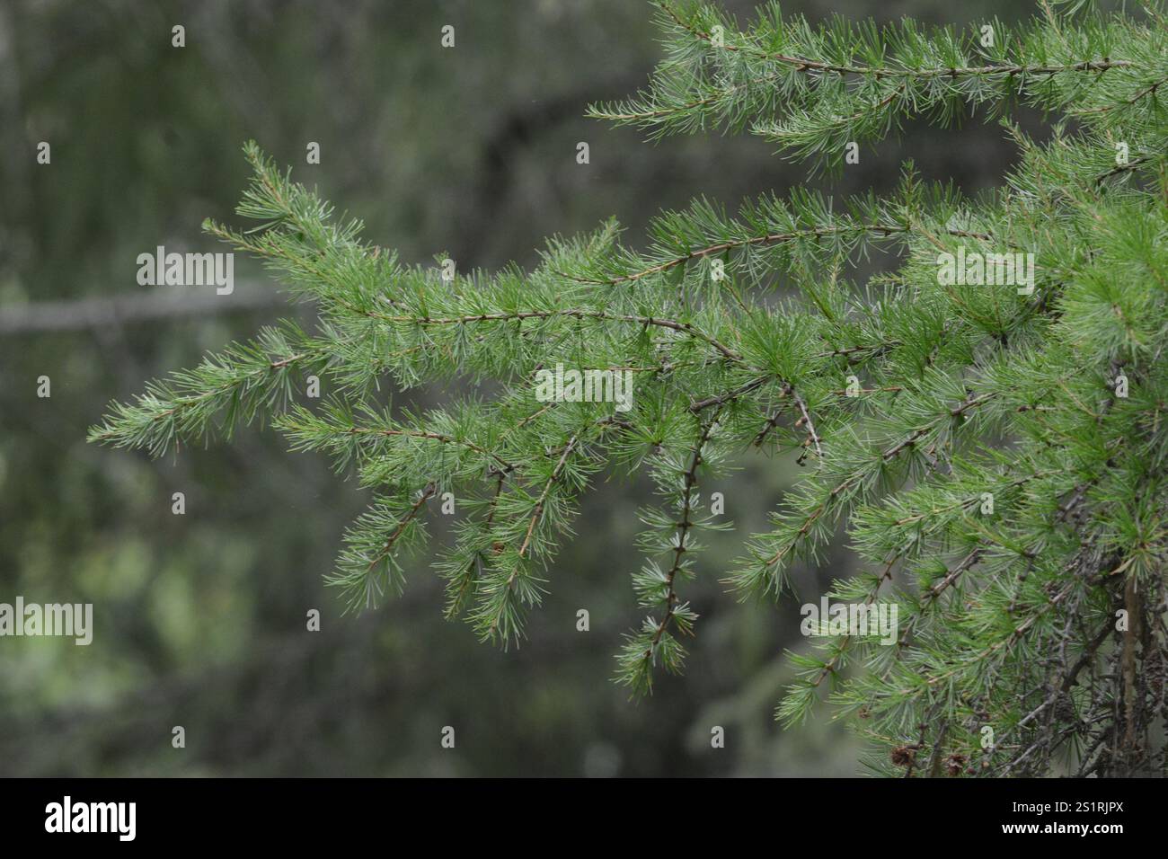 western larch (Larix occidentalis Stock Photo - Alamy