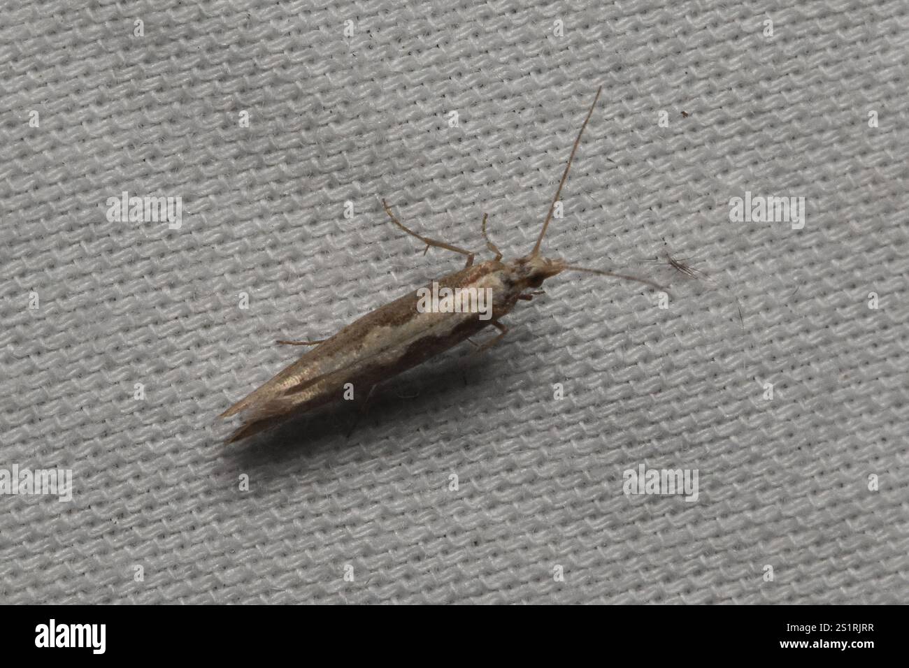 Diamondback Moth (Plutella xylostella Stock Photo - Alamy