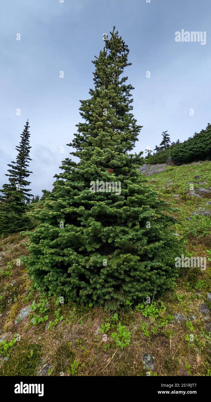 subalpine fir (Abies lasiocarpa Stock Photo - Alamy