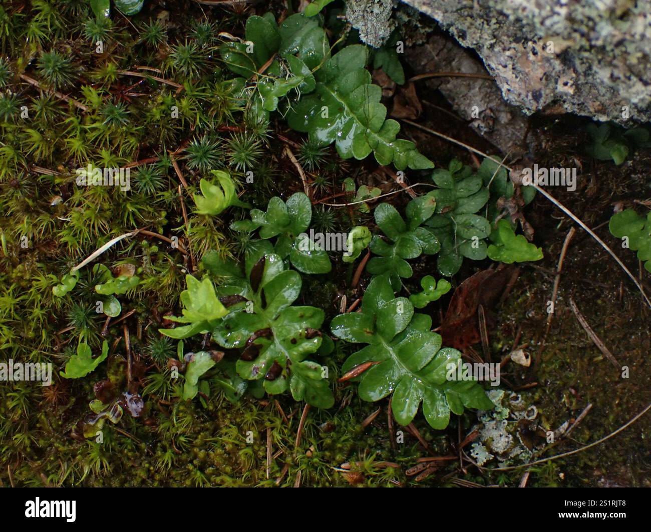 western polypody (Polypodium hesperium Stock Photo - Alamy