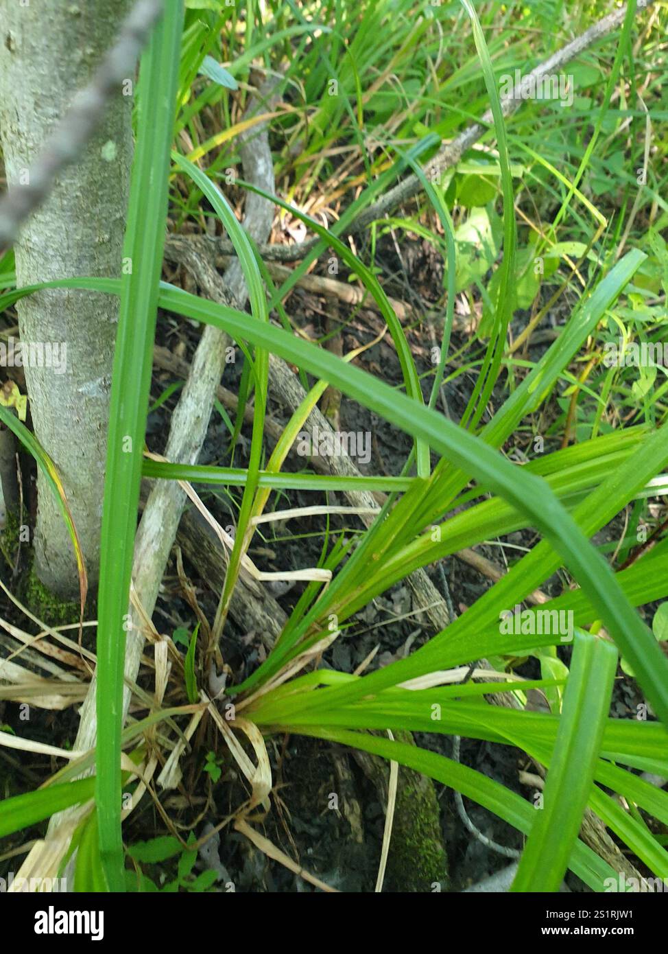 bristly sedge (Carex comosa Stock Photo - Alamy