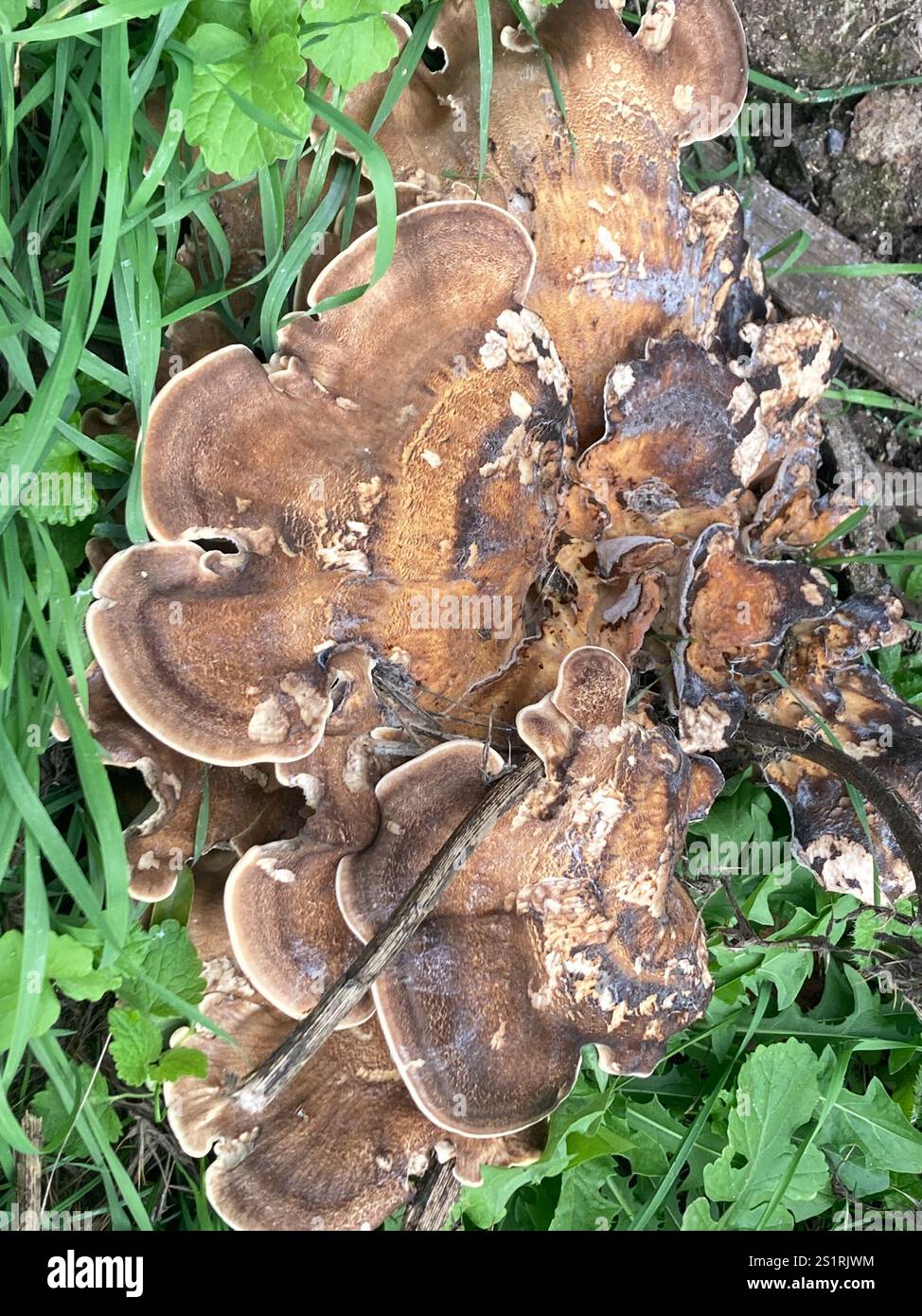 Giant Polypore (Meripilus giganteus Stock Photo - Alamy