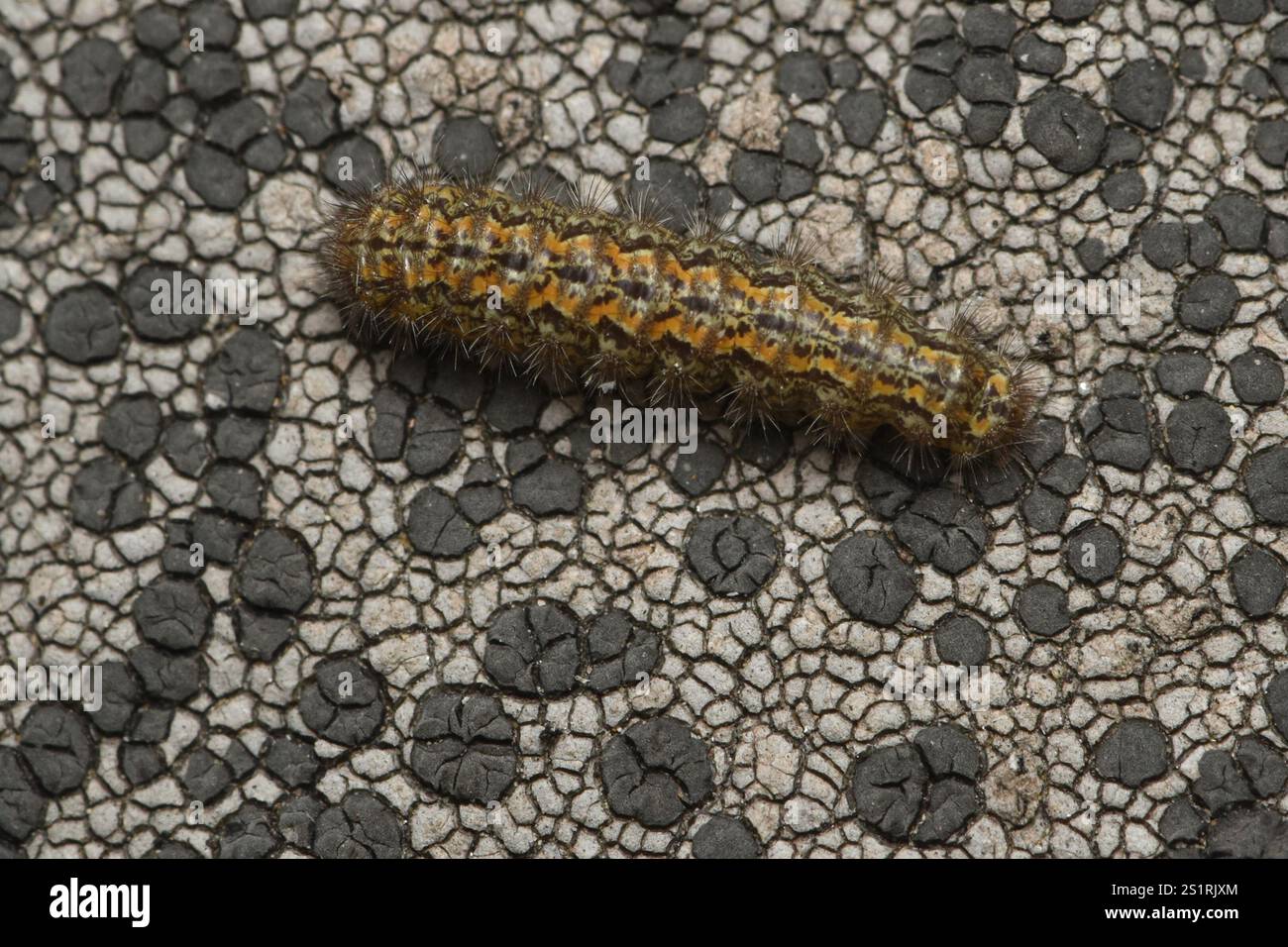 Underwing, Tiger, Tussock, and Allied Moths (Erebidae Stock Photo - Alamy