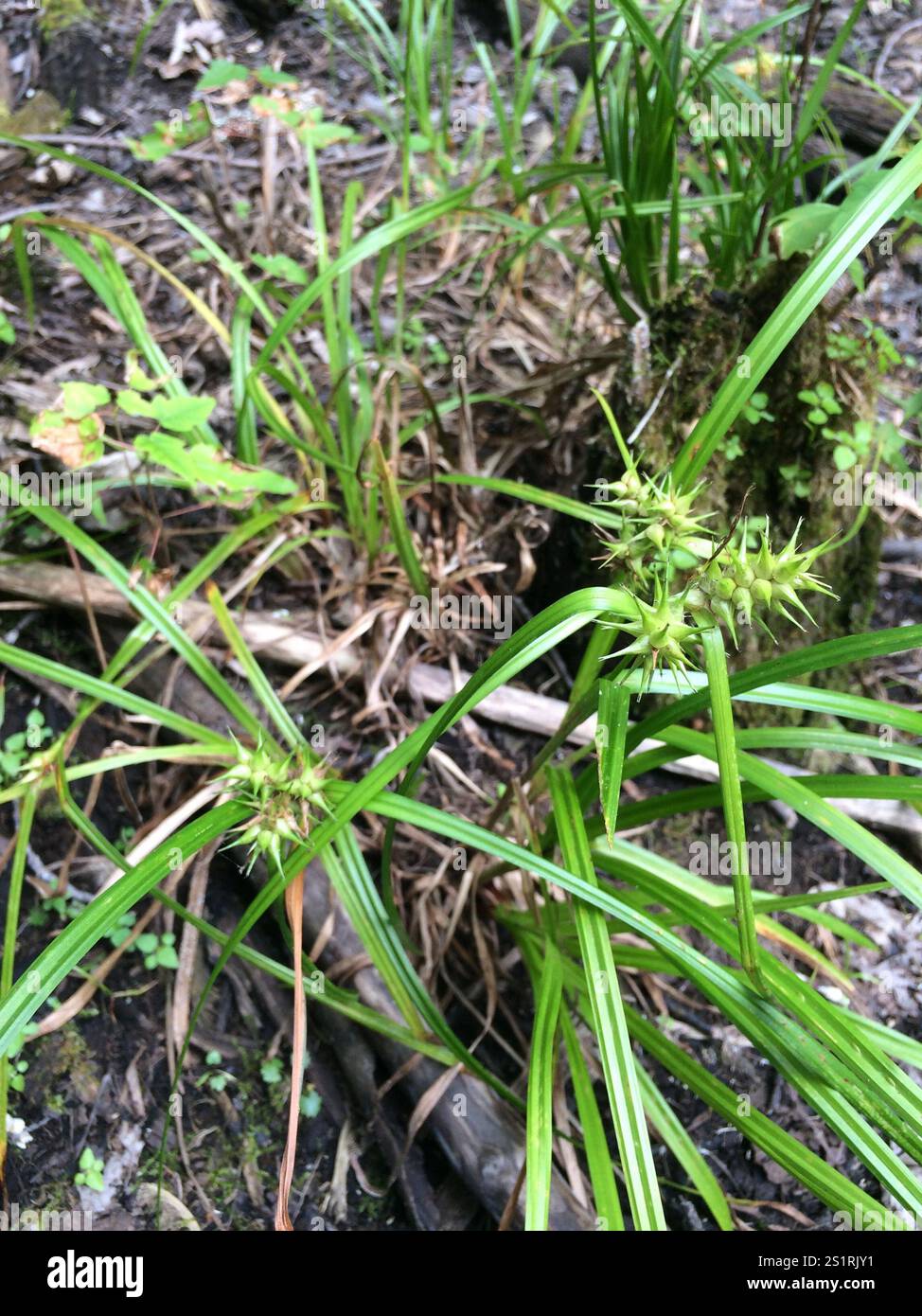 hop sedge (Carex lupulina Stock Photo - Alamy