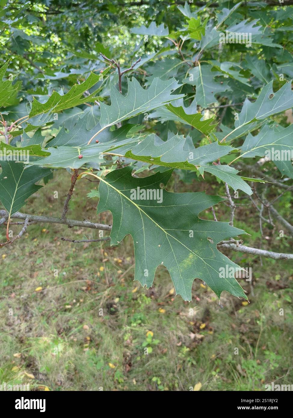 northern red oak (Quercus rubra Stock Photo - Alamy