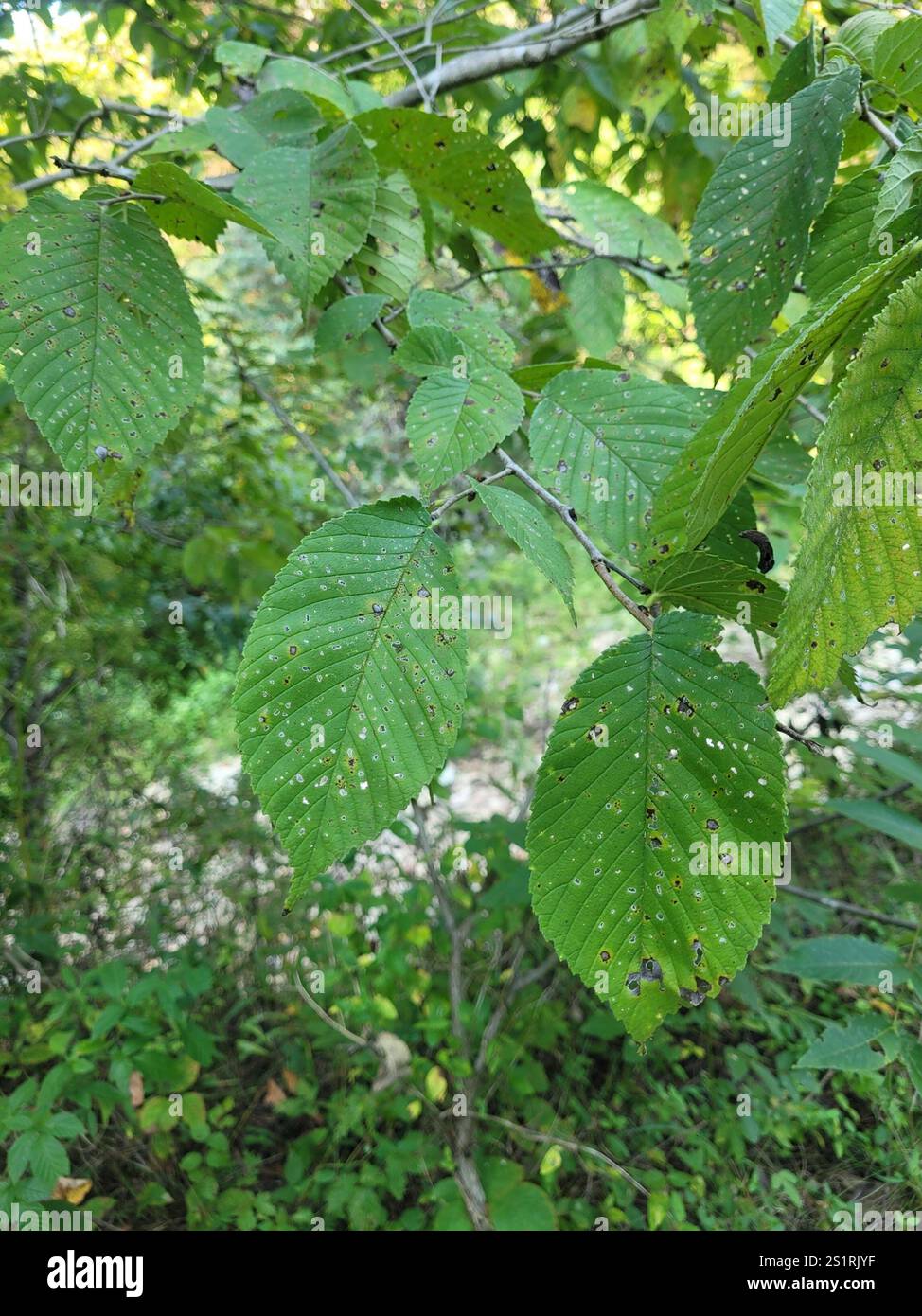 Ulmus Rubra For Vaginal Dryness