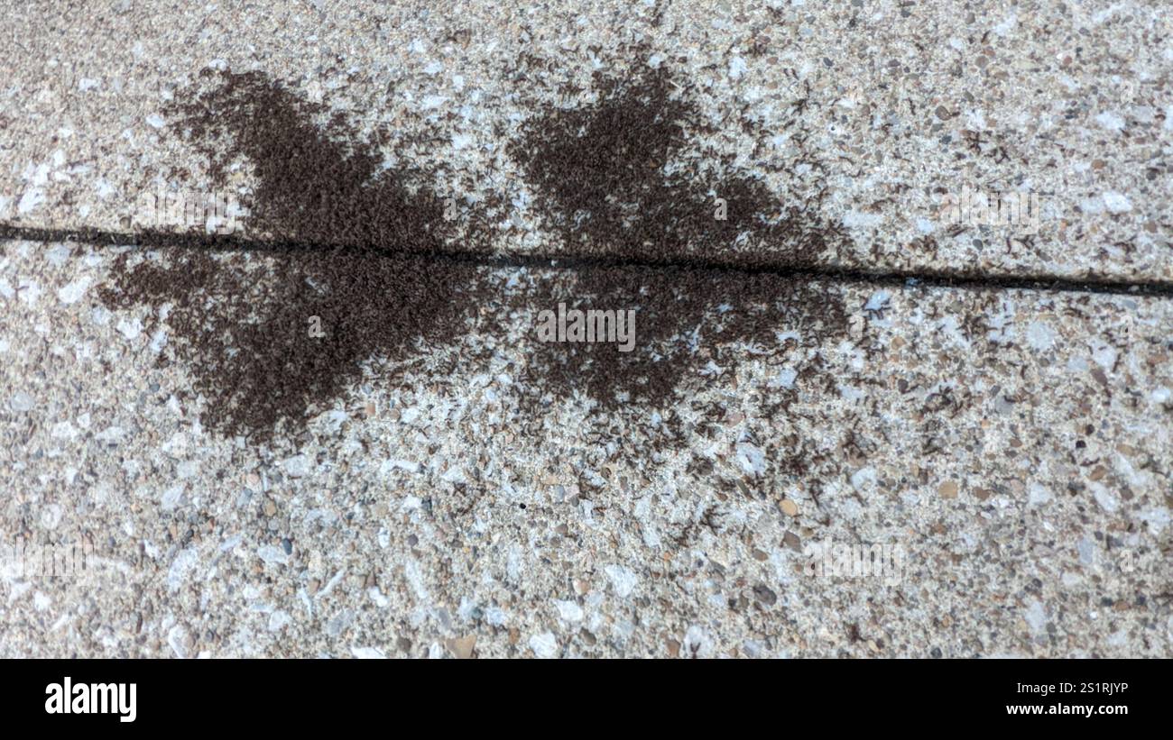 Immigrant Pavement Ant (Tetramorium immigrans Stock Photo - Alamy